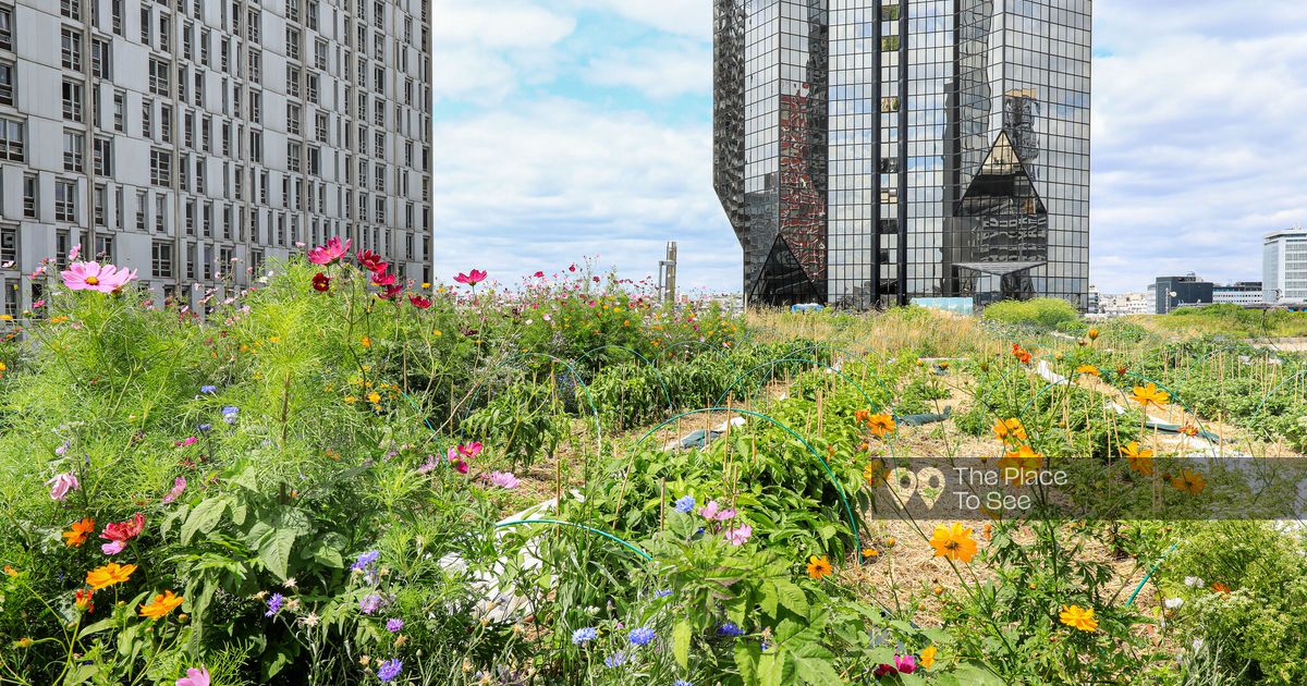 Green roof in the middle of towers| The place to see